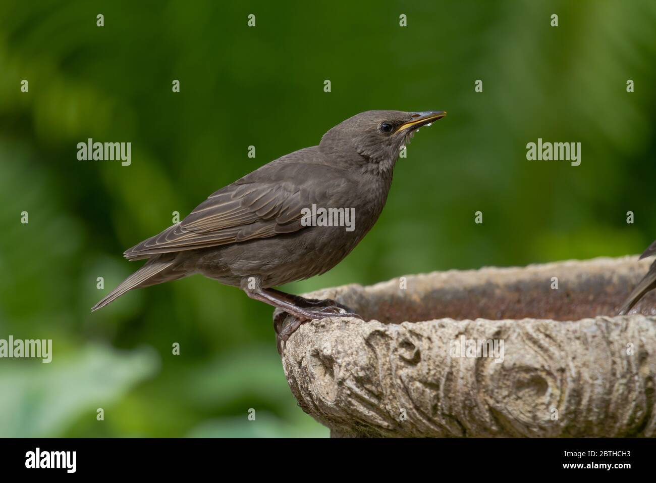Fledgling starling hi-res stock photography and images - Alamy