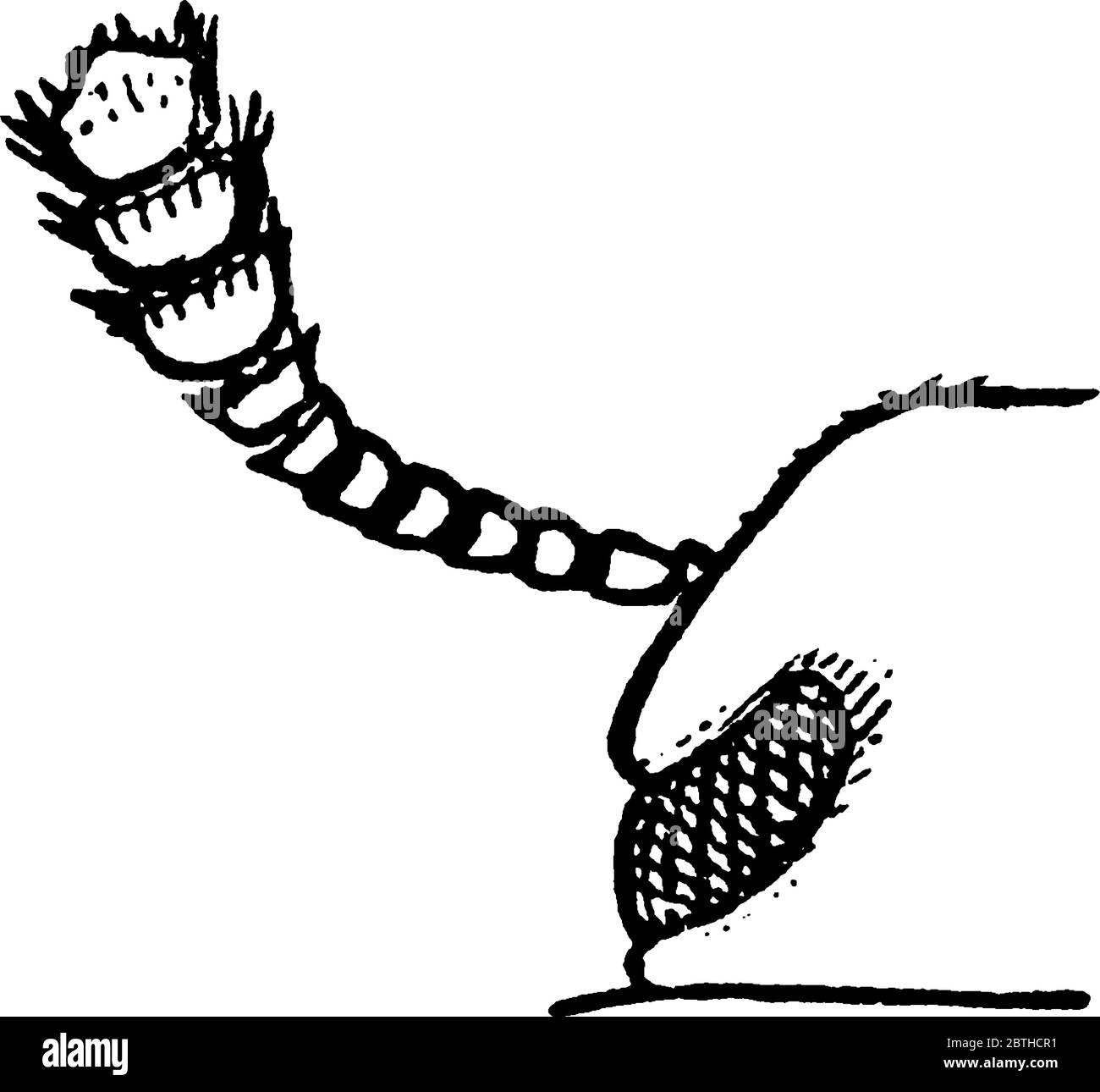 Beetle head with antenna, vintage line drawing or engraving ...