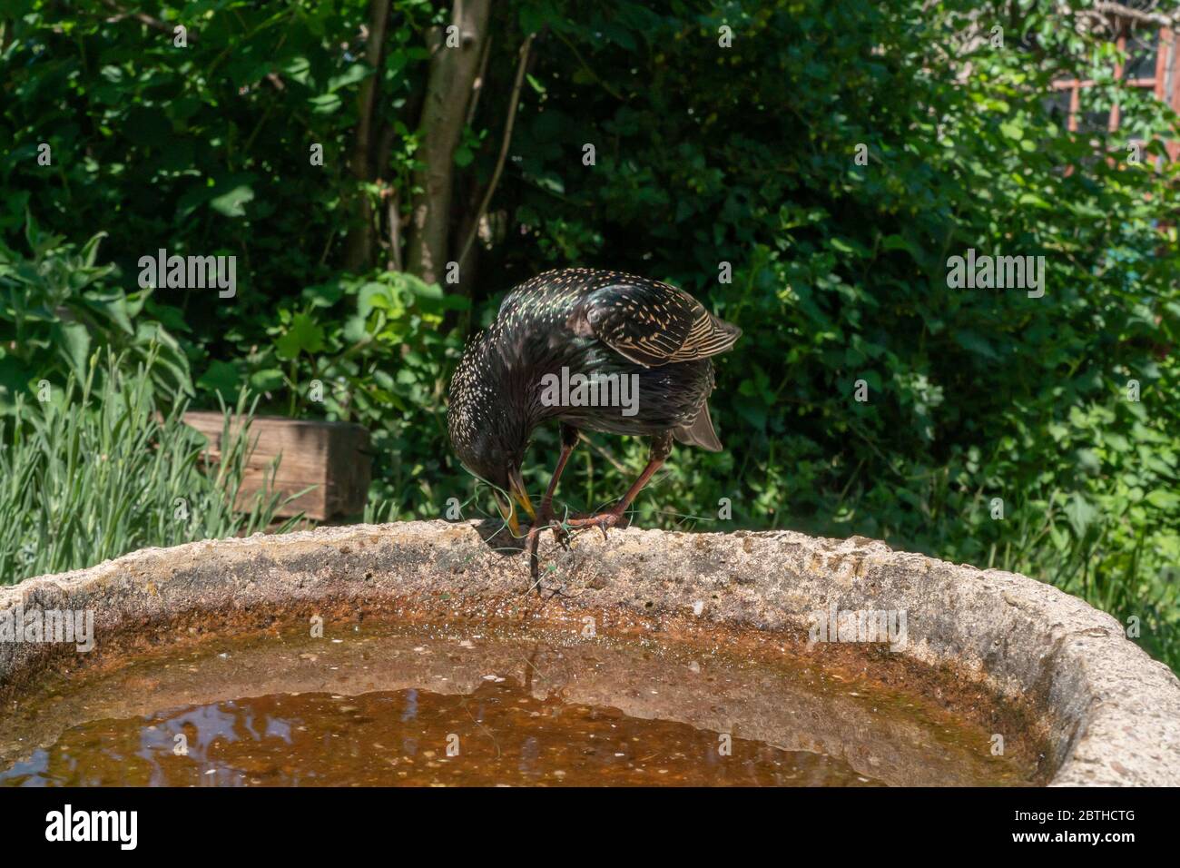Starling Sturnus vulgaris. Single adult in Summer plumage trying to ...