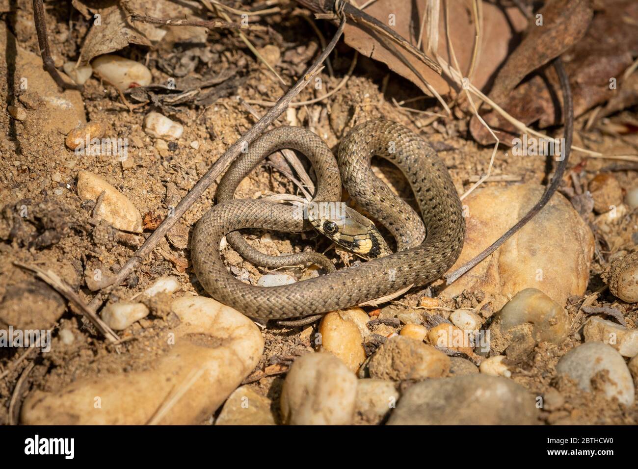 Baby grass snake hi-res stock photography and images - Alamy