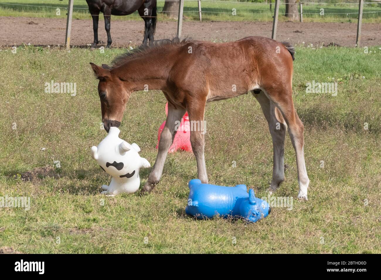 Brown stallion foal is playing with brightly colored rubber inflatable ...