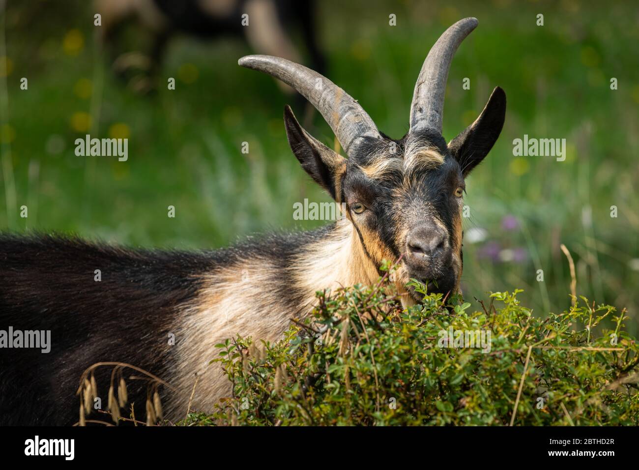 A beautiful goat resting on the ground, sunny day in summer, South ...