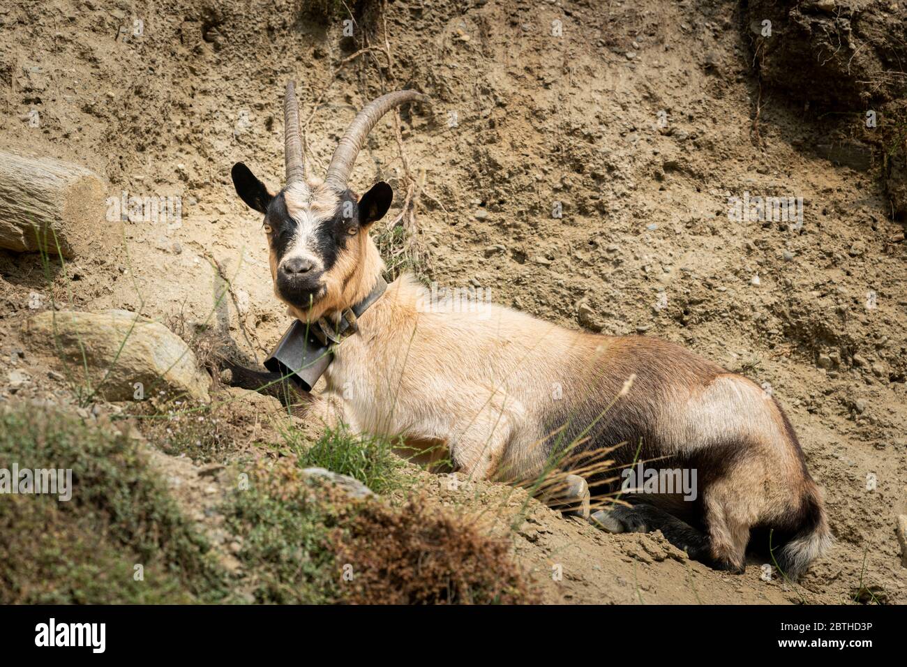 Goat resting on a ground hi-res stock photography and images - Alamy