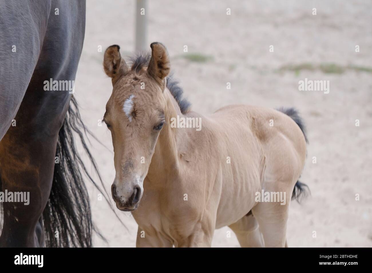 Newborn miniature horse foal hi-res stock photography and images - Alamy