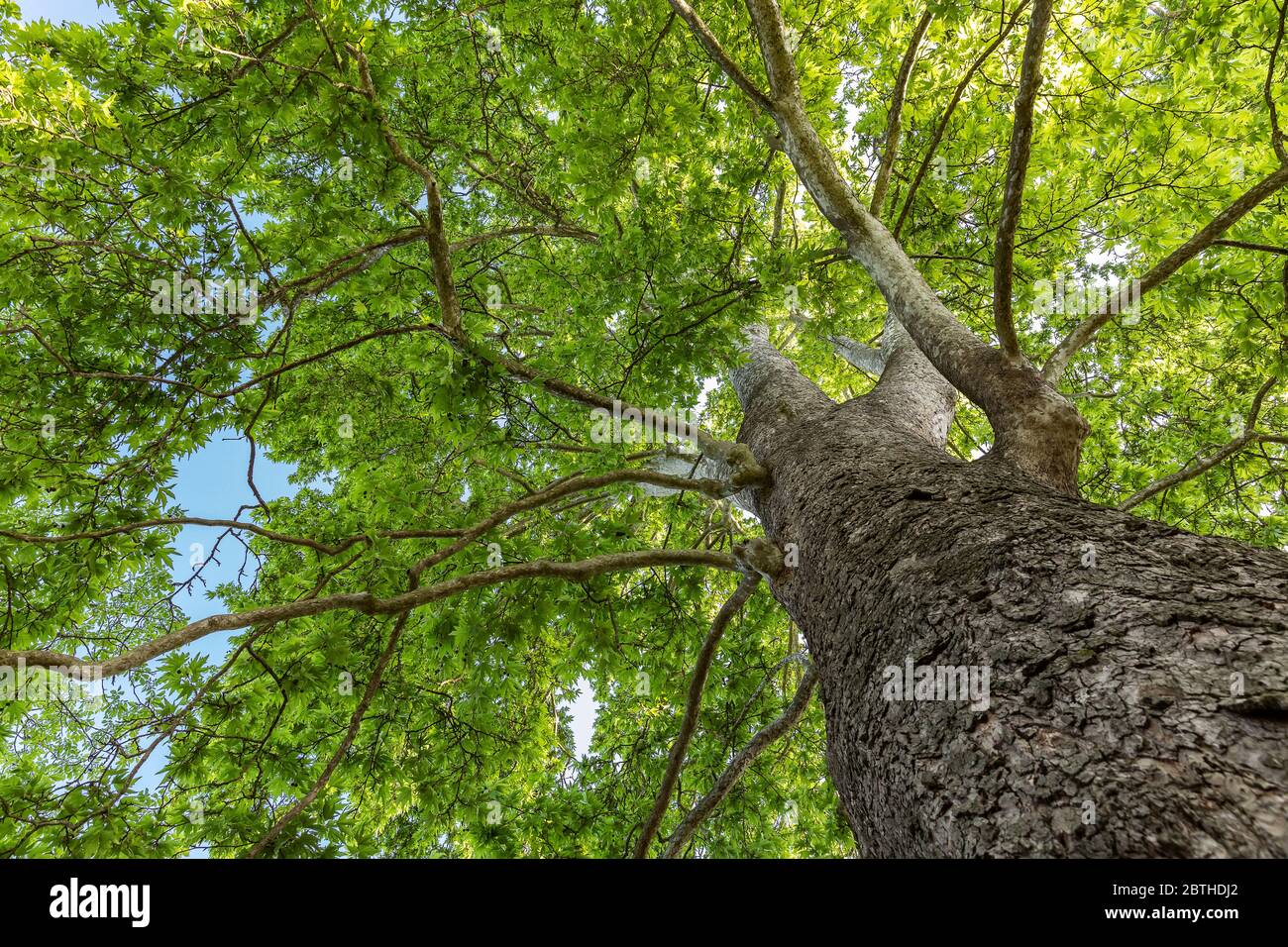 Tree top bottom view hi-res stock photography and images - Alamy