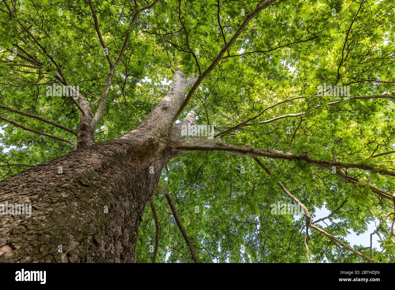 Tree top bottom view hi-res stock photography and images - Alamy