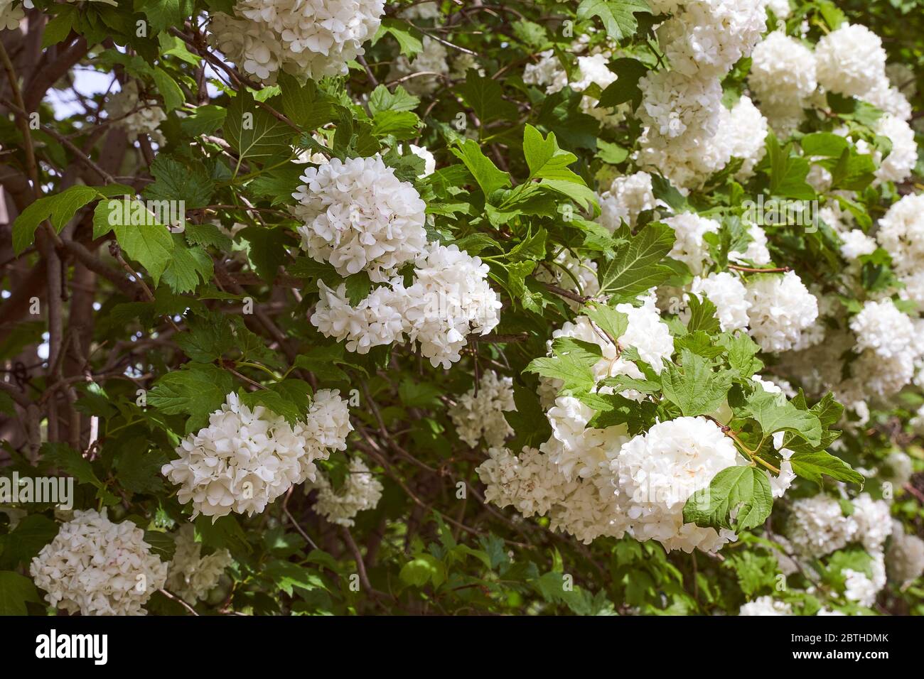 Kalina flowers hi-res stock photography and images - Alamy