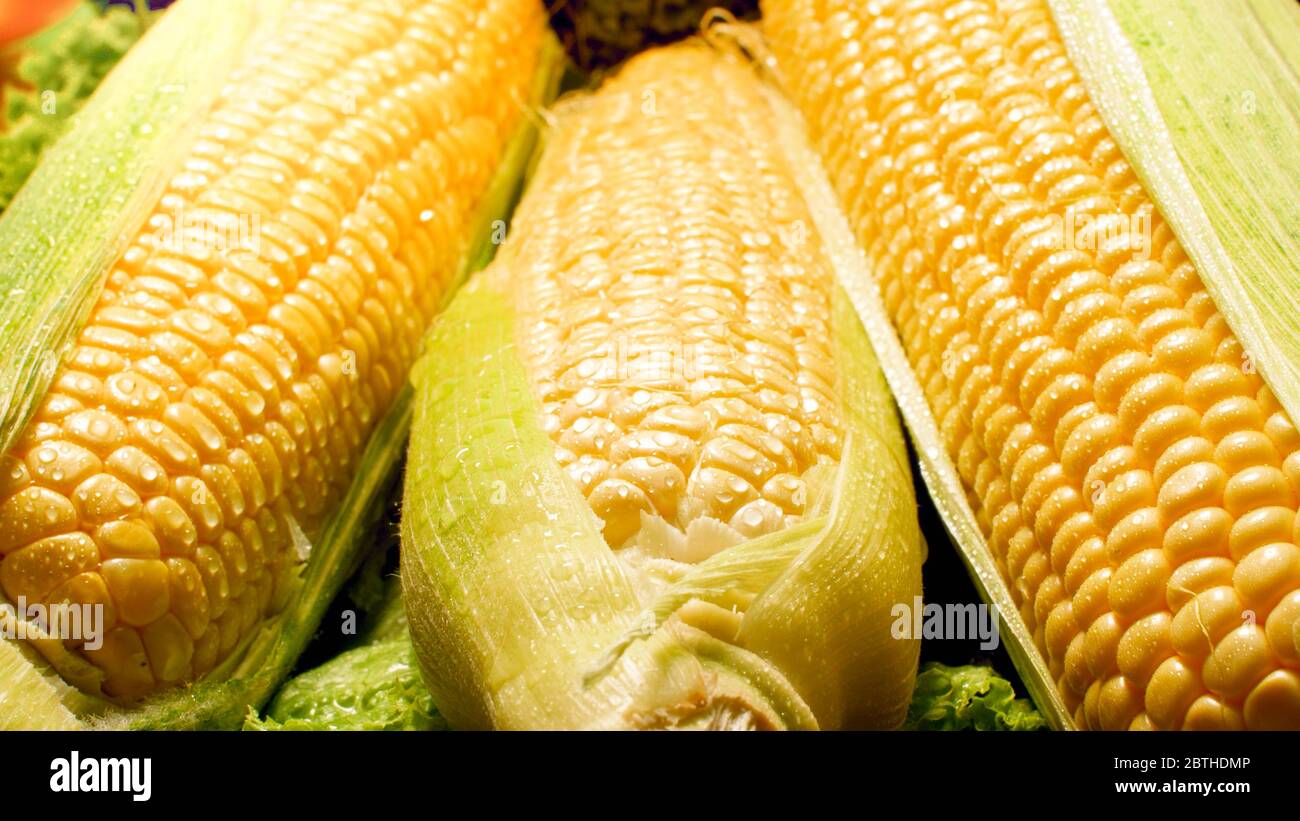Closeup image of wet corn ears with water droplets. Background for ...