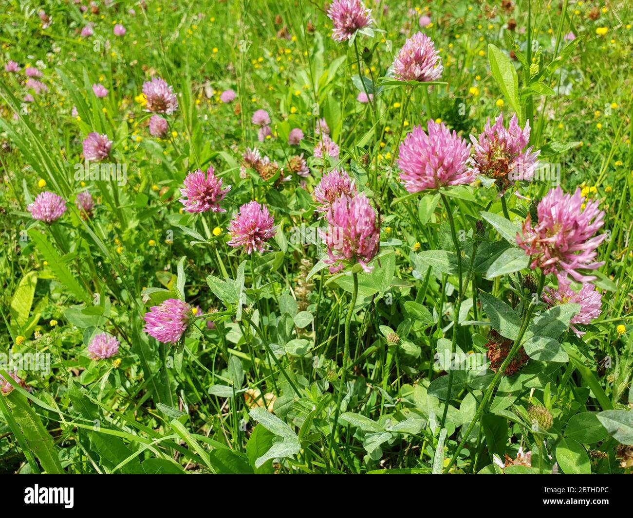 Background clover flower hi-res stock photography and images - Alamy