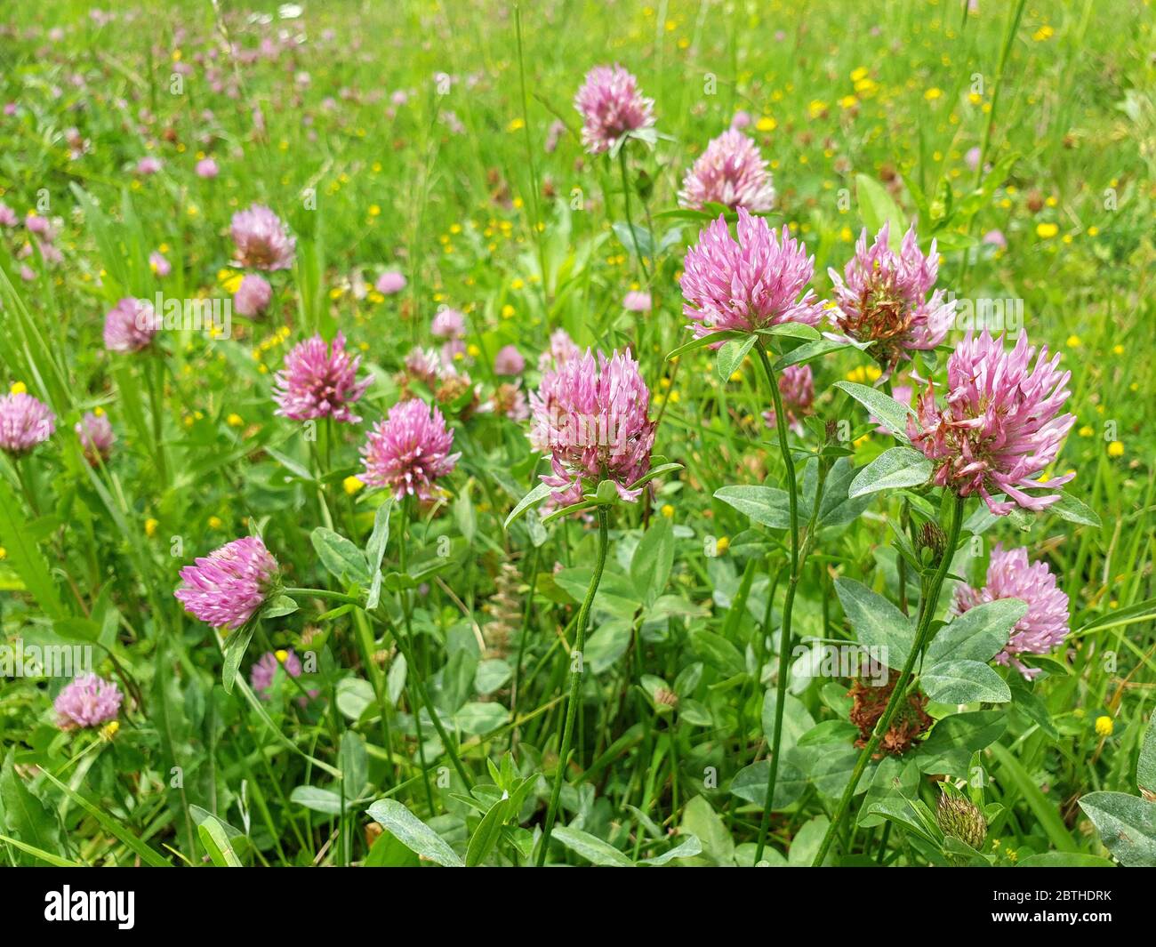 Background clover flower hi-res stock photography and images - Alamy