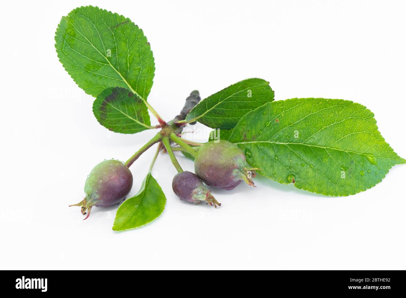 Fruitlets hi-res stock photography and images - Alamy