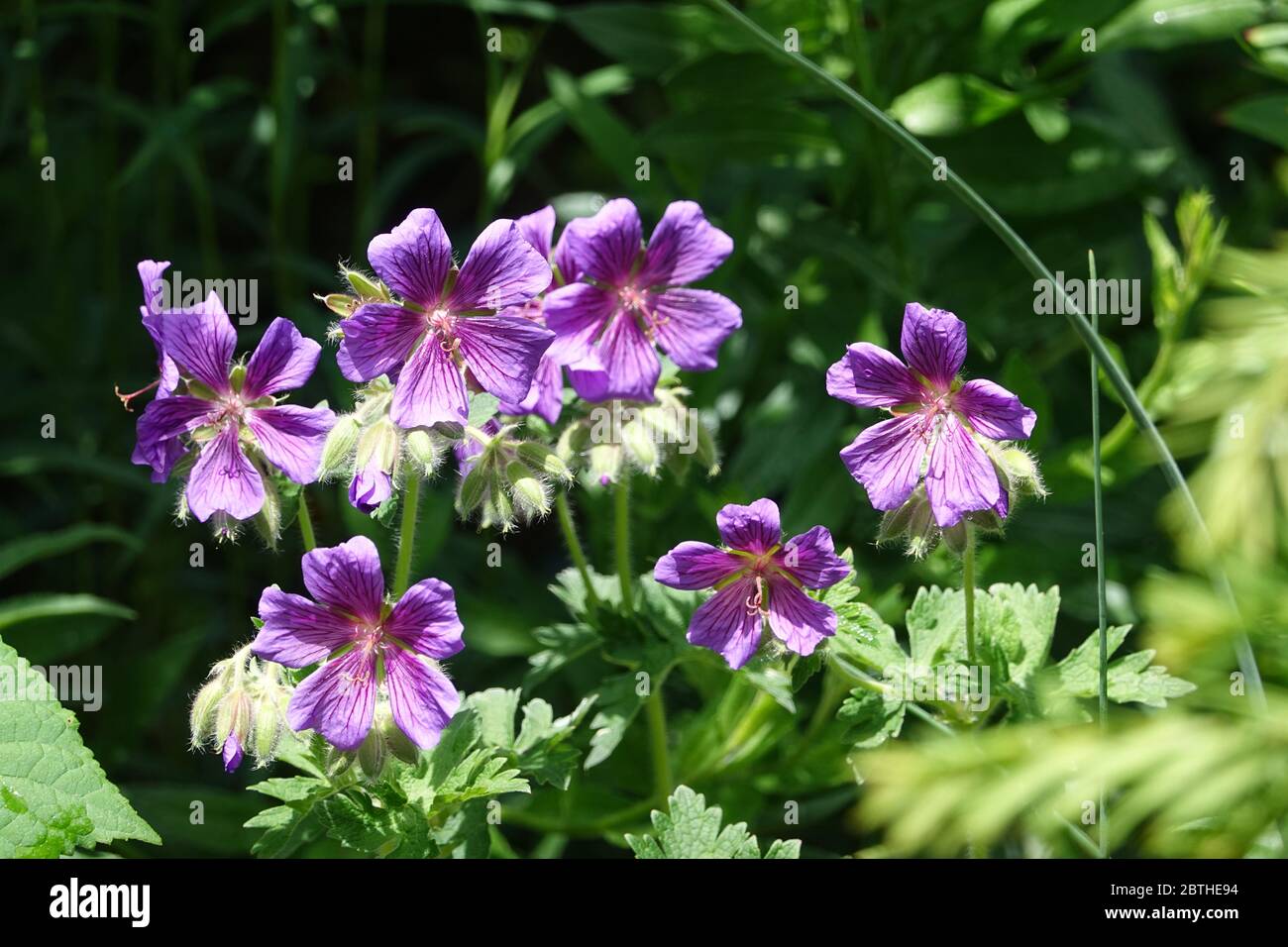 Flowers of blooming purple cranesbill, geranium x magnificum, close up ...