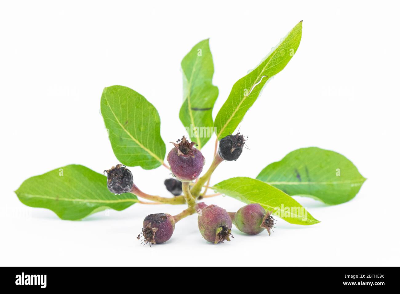 Severe damage caused to a fruitlet by the larvae of pear midge Stock ...