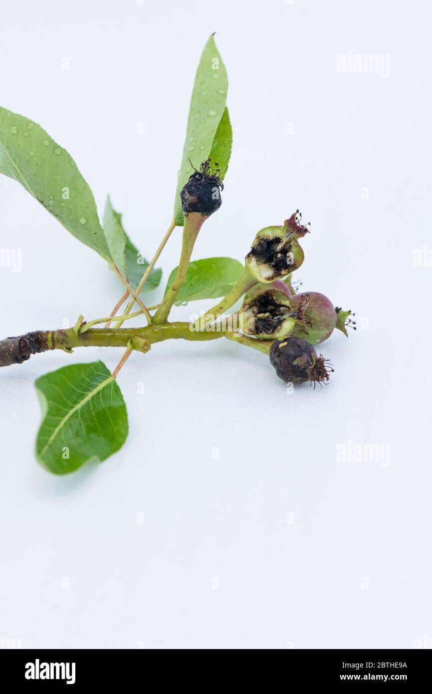 Gall midge hi-res stock photography and images - Alamy