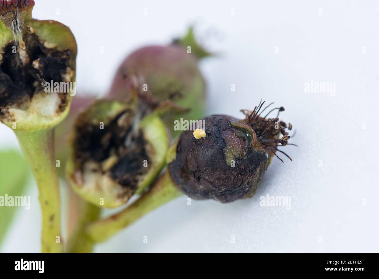 Gall midge hi-res stock photography and images - Alamy