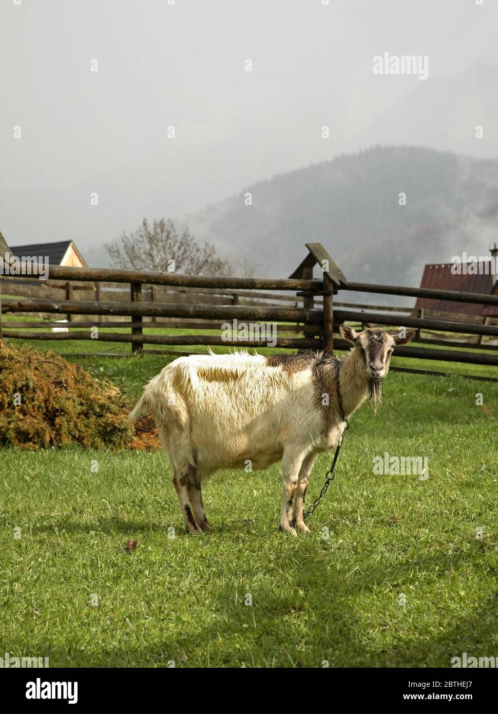 Goat in Zakopane. Poland Stock Photo - Alamy