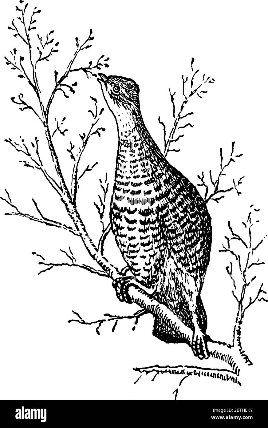 Grouse and partridge Stock Vector Images - Alamy