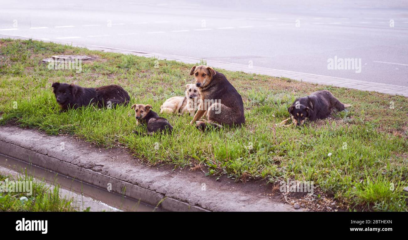 urban stray dogs cross the road. There's a car parked nearby Stock ...