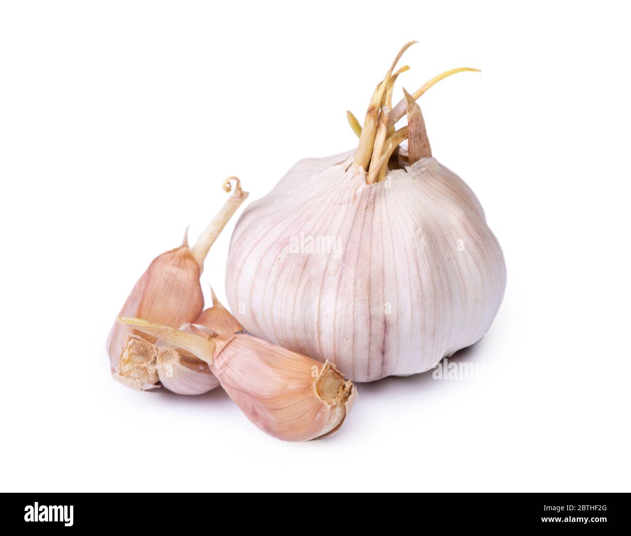 Sprouted garlic bulb isolated on white background Stock Photo - Alamy