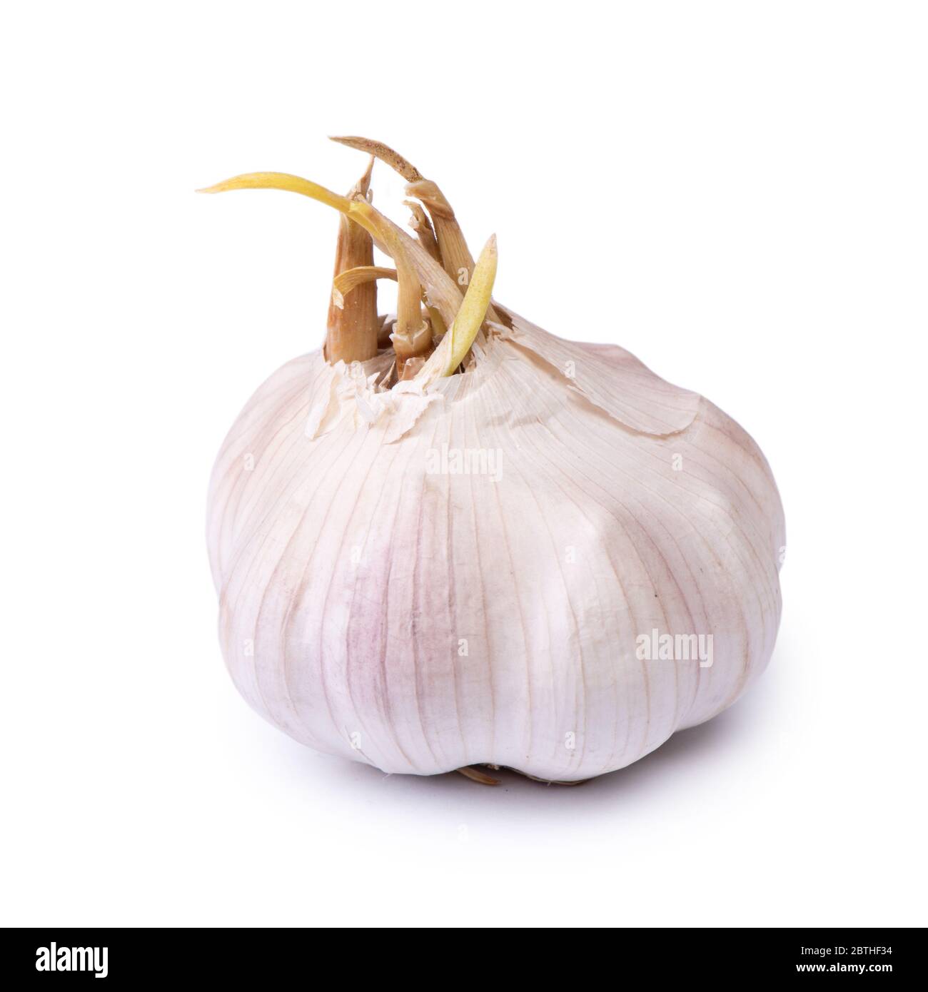 Sprouted garlic bulb isolated on white background Stock Photo - Alamy