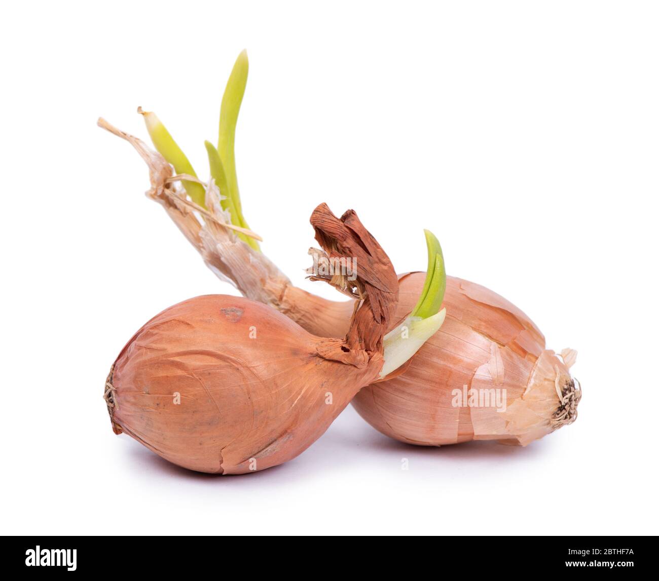Sprouted onion bulbs isolated on white background Stock Photo - Alamy