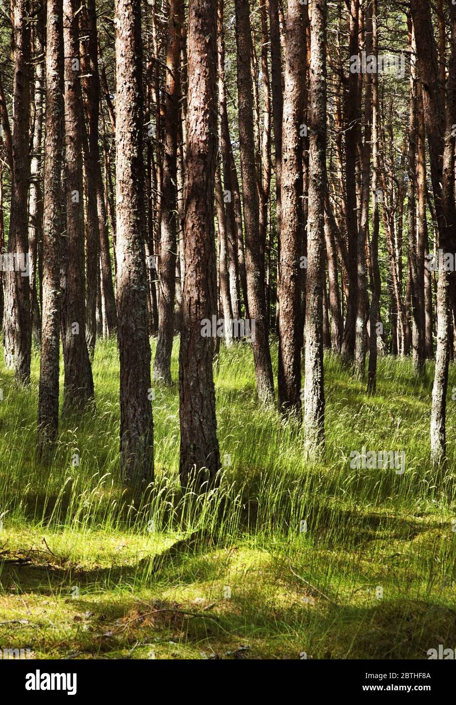 Dancing forest at Curonian Spit. Kaliningrad Oblast. Russia Stock Photo ...