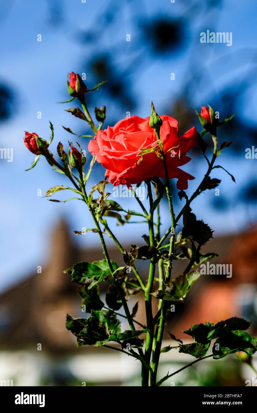 Cool pink rose hi-res stock photography and images - Alamy