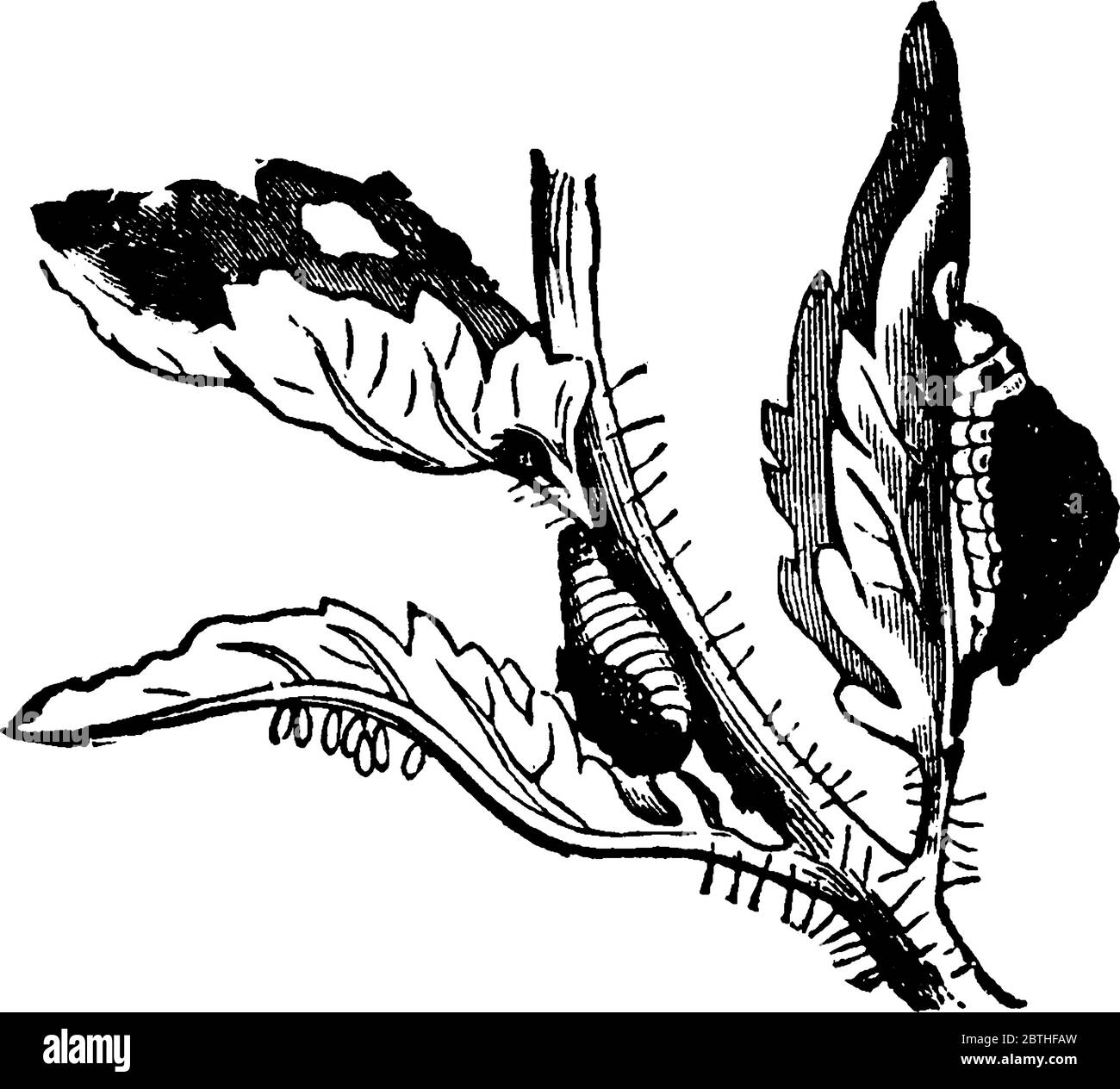 Beetle feeding Stock Vector Images - Alamy