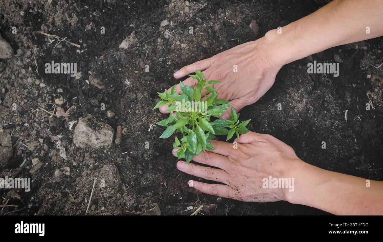 farmer hand plants seedling to soil of vegetable garden. Organic farmer ...