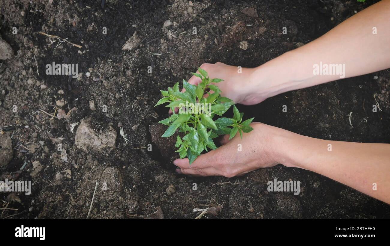 farmer hands plants seedling to soil of vegetable garden. Organic ...