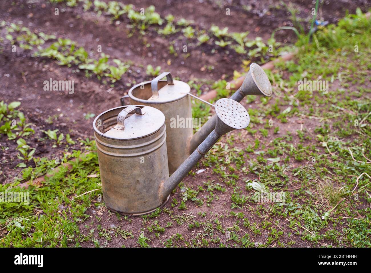 old iron water watering cans stand against the backdrop of greenery ...