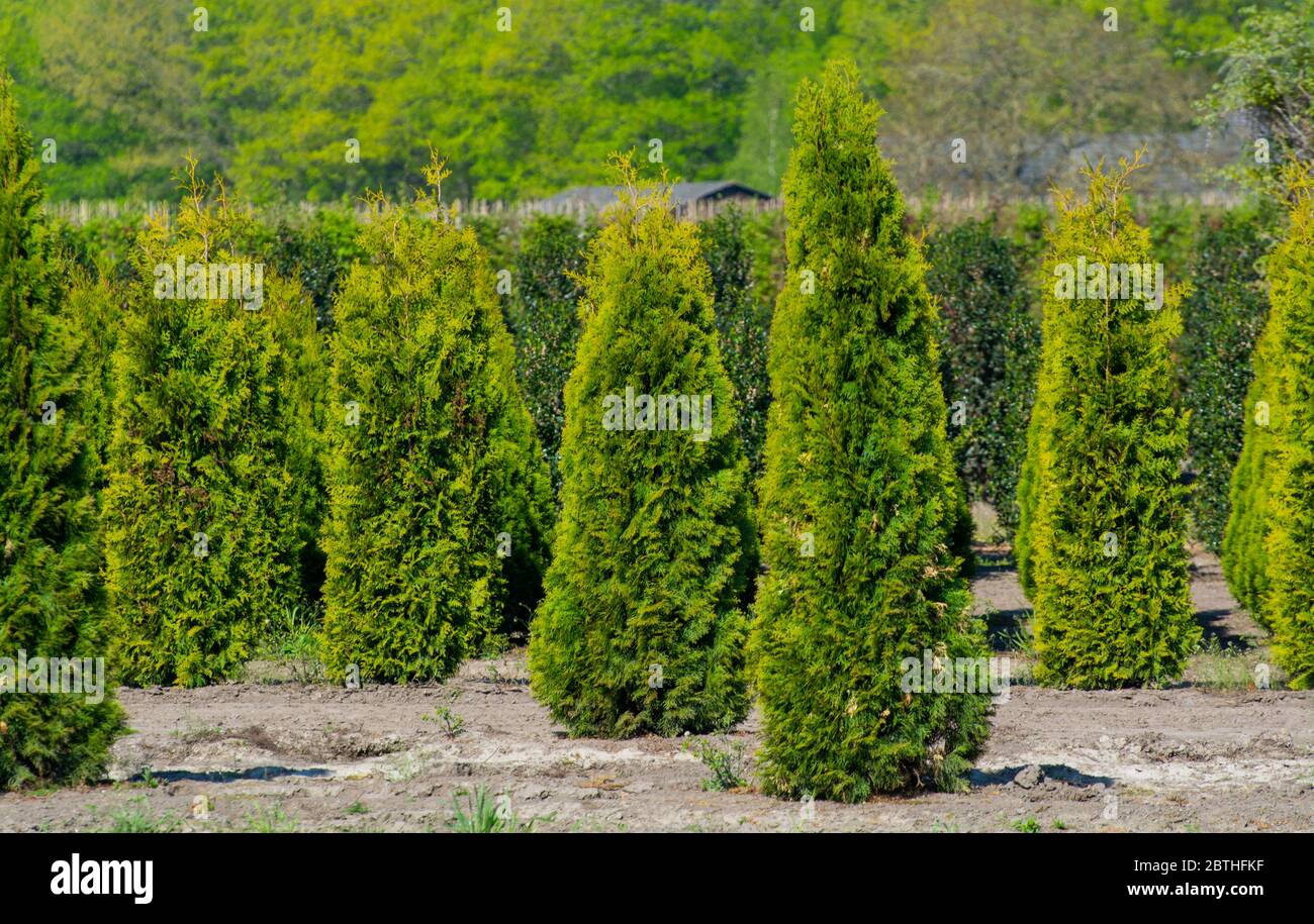 Plantation with rows of thuja, coniferum, cyprus, pine trees in ...