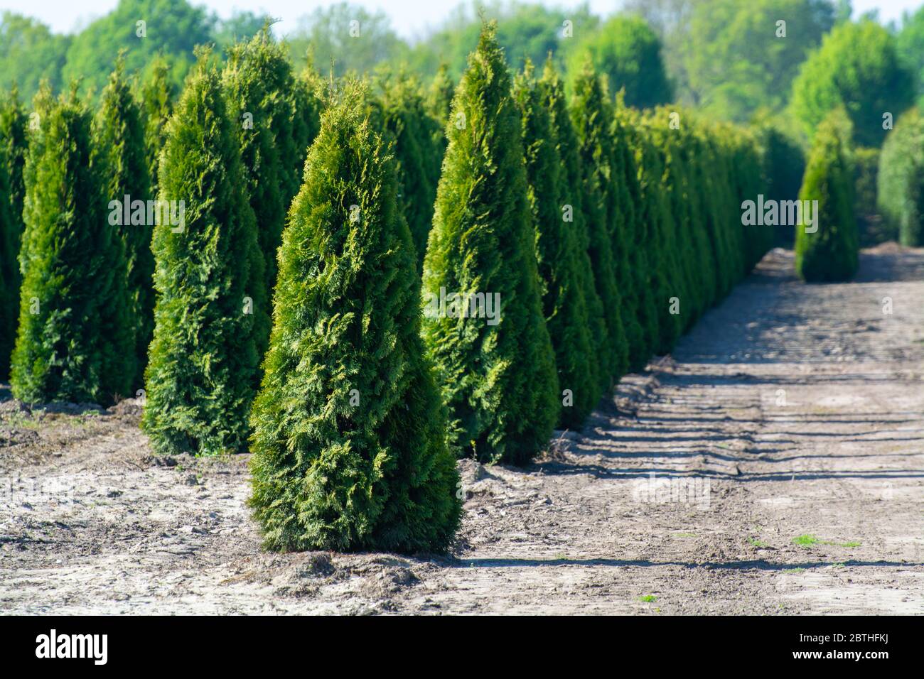 Plantation with rows of thuja, coniferum, cyprus, pine trees in ...