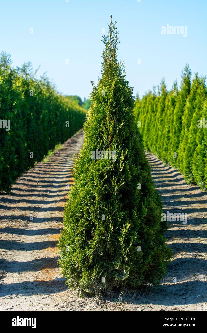 Plantation with rows of thuja, coniferum, cyprus, pine trees in ...