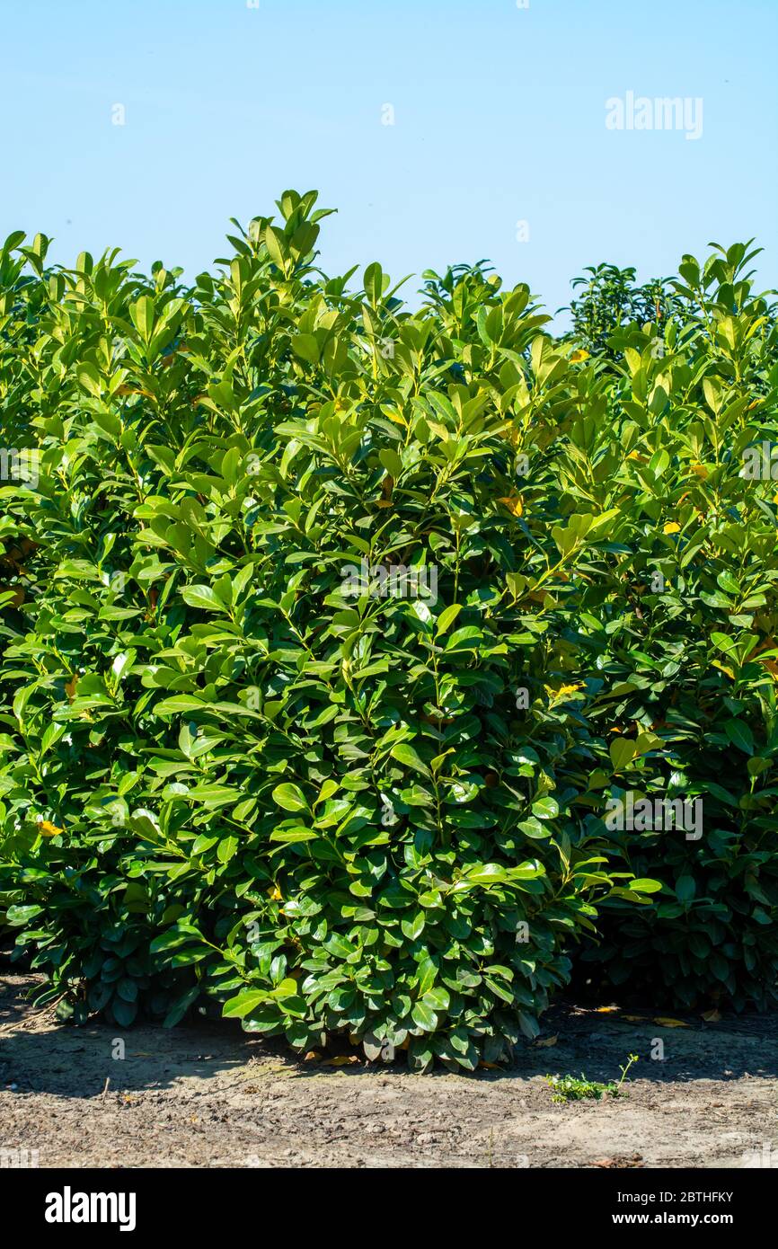 Plantation with rows of green garden decorative trees in different ...