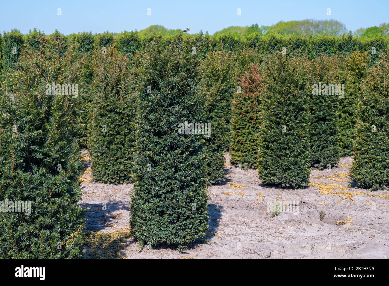 Plantation with rows of thuja, coniferum, cyprus, pine trees in ...