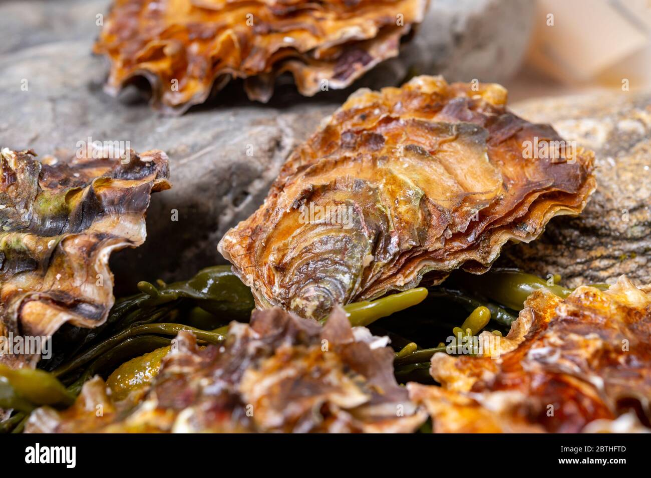 Alive oyster in shell hi-res stock photography and images - Alamy