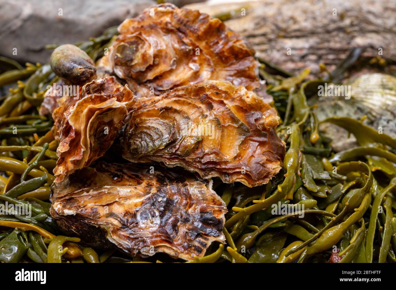 Fresh zeeuwse creuse pacific or japanese oysters molluscs on fish ...