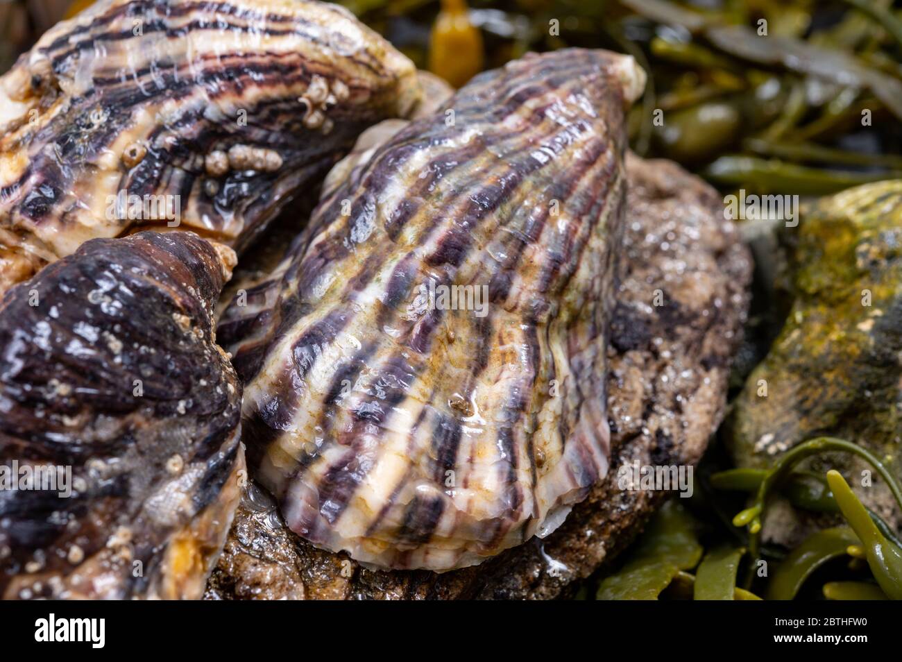 Fresh pacific or japanese oysters molluscs on stone with kelp seaweed ...