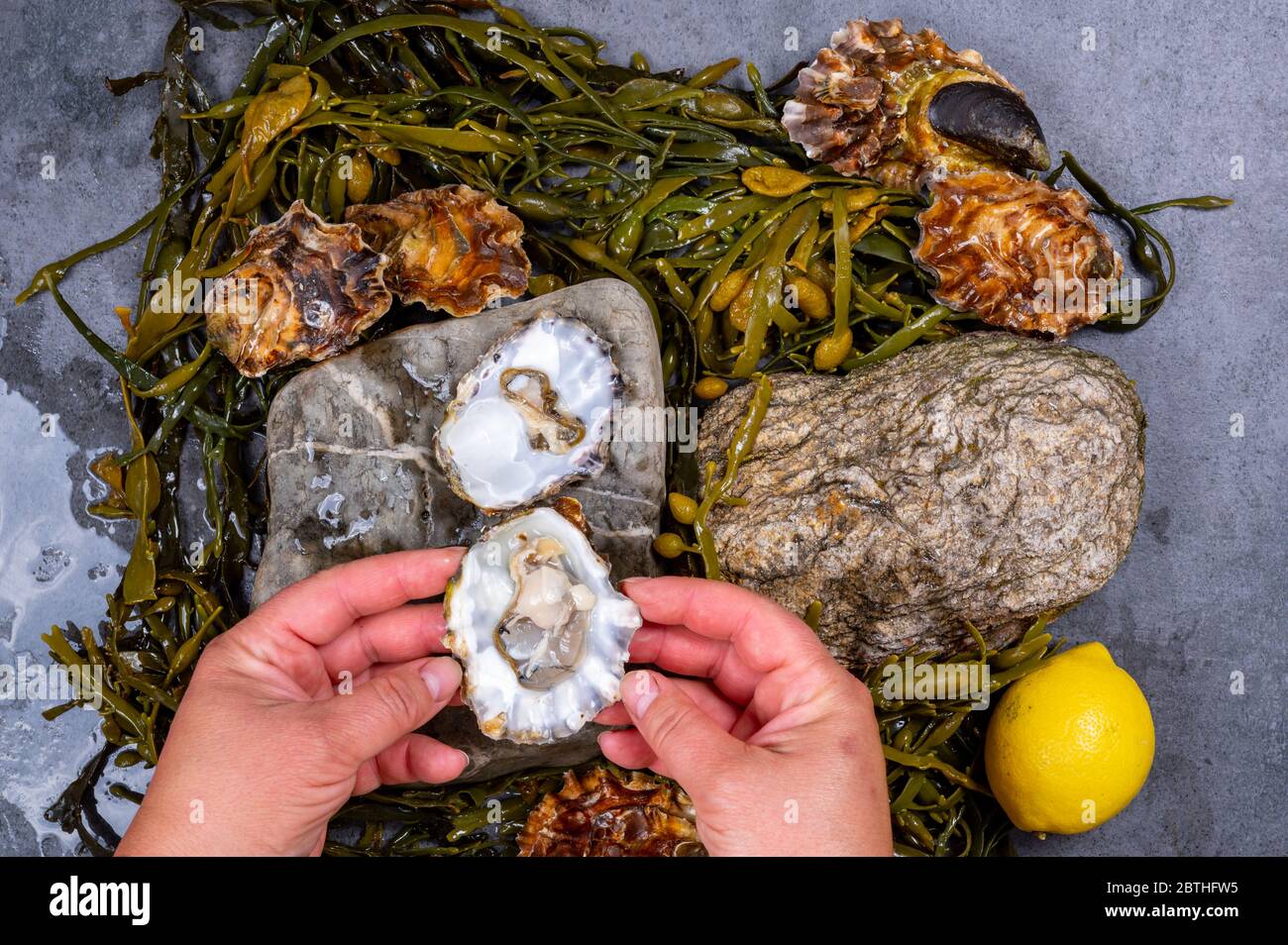 Fresh open zeeuwse creuse pacific or japanese oysters molluscs on fish ...