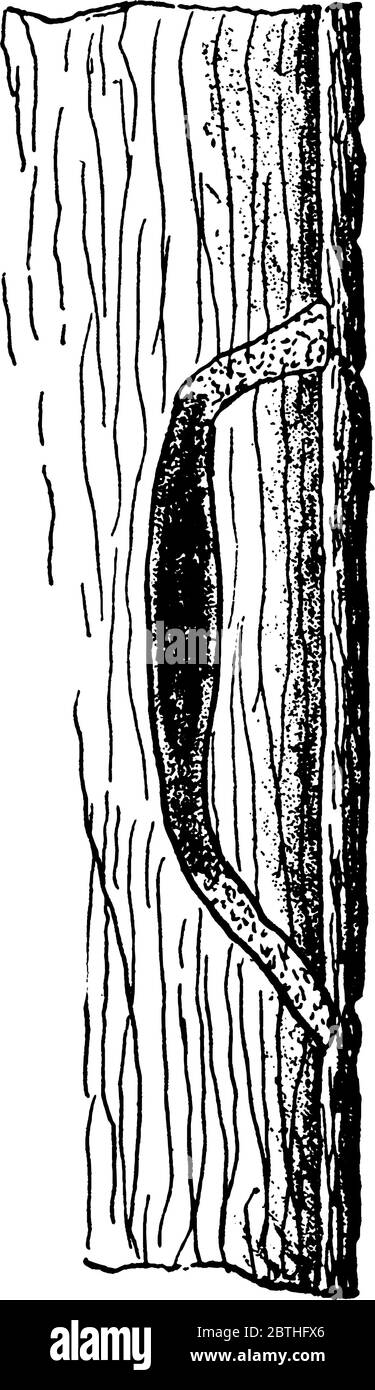 Pear Borer are flat head borer similar to peach tree borer, vintage ...