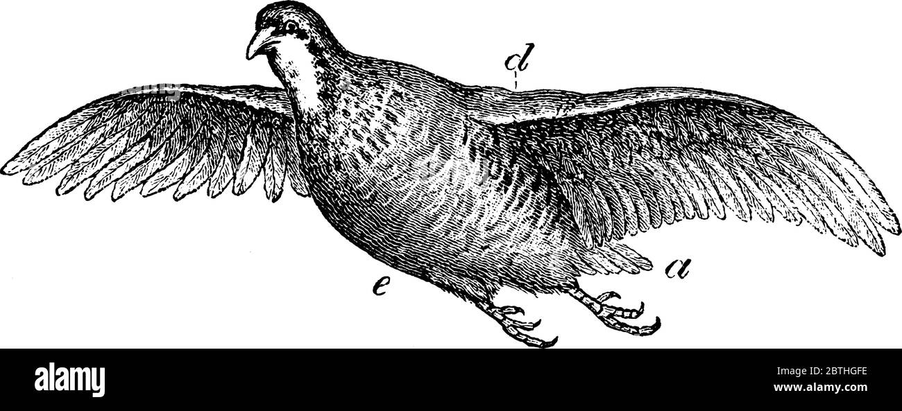 Image showing a red-legged partridge flying with fully extended wings ...