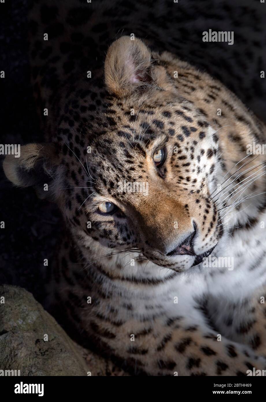 Female Persian leopard looking cute Stock Photo - Alamy