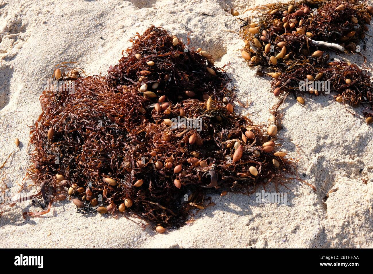 Clumps of Seaweed washed up on a sandy beach Stock Photo - Alamy