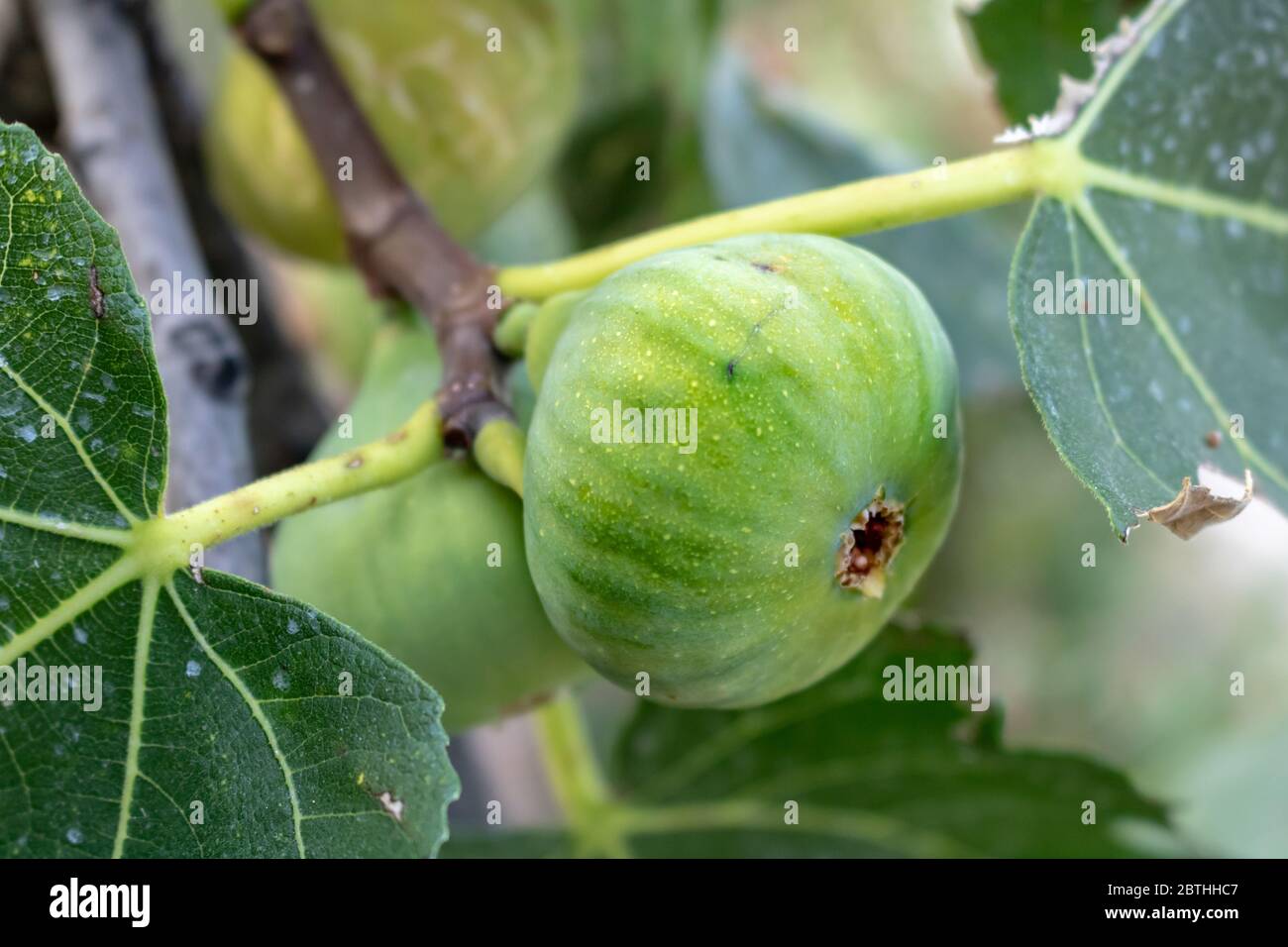 Figs on a tree Stock Photo - Alamy