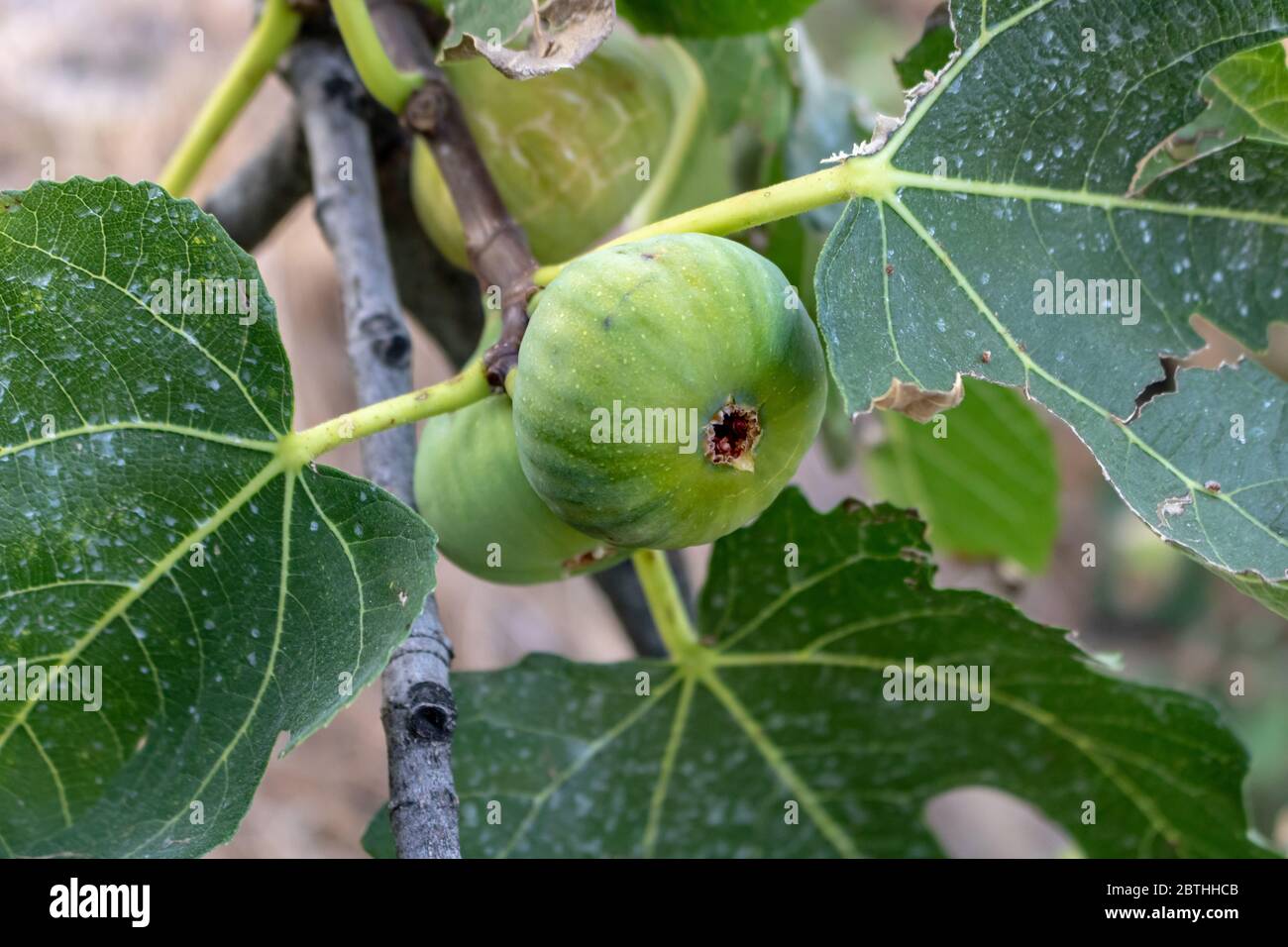 Figs on a tree Stock Photo - Alamy