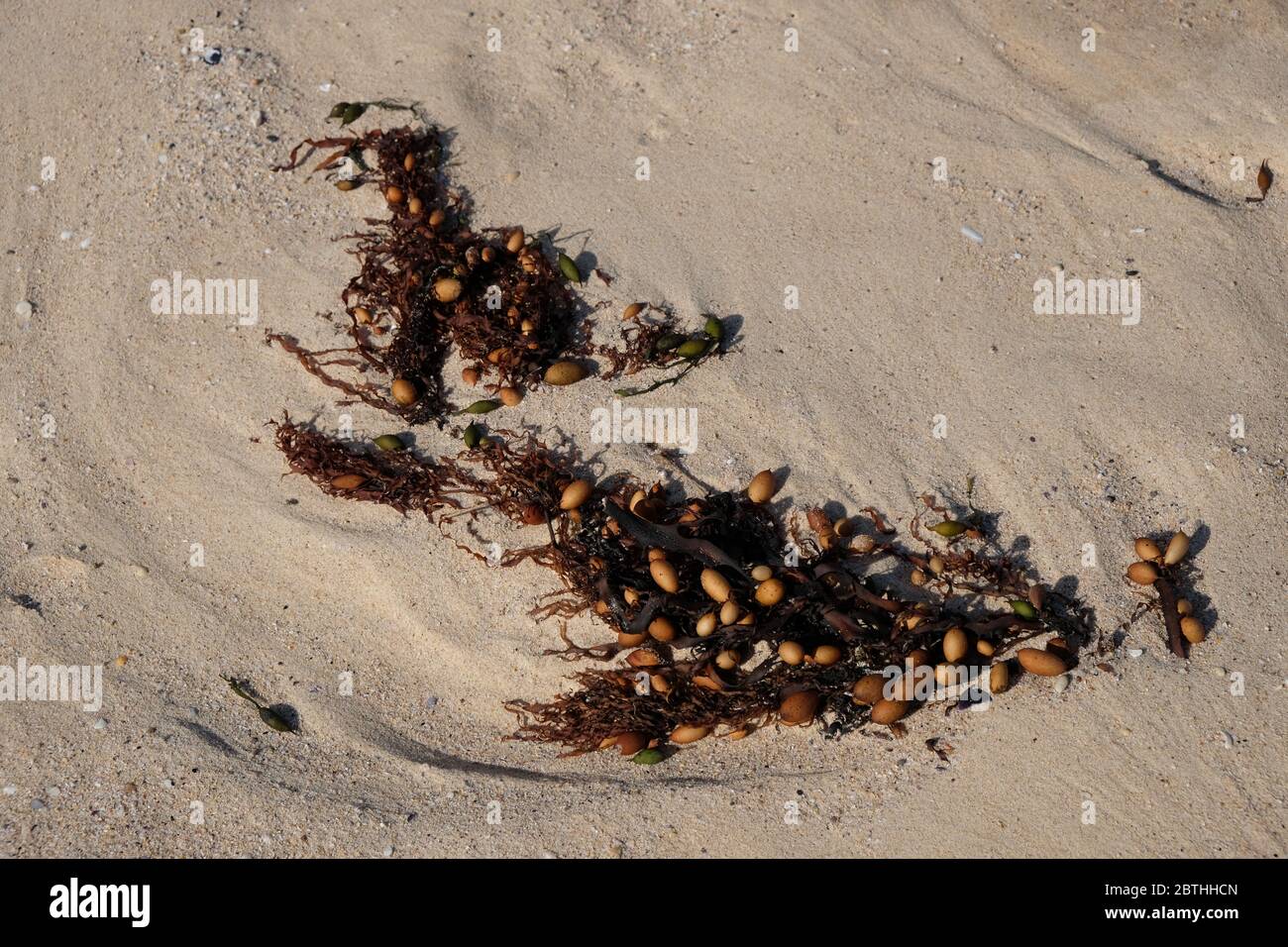 Small clump of dried seaweed on a beach Stock Photo - Alamy
