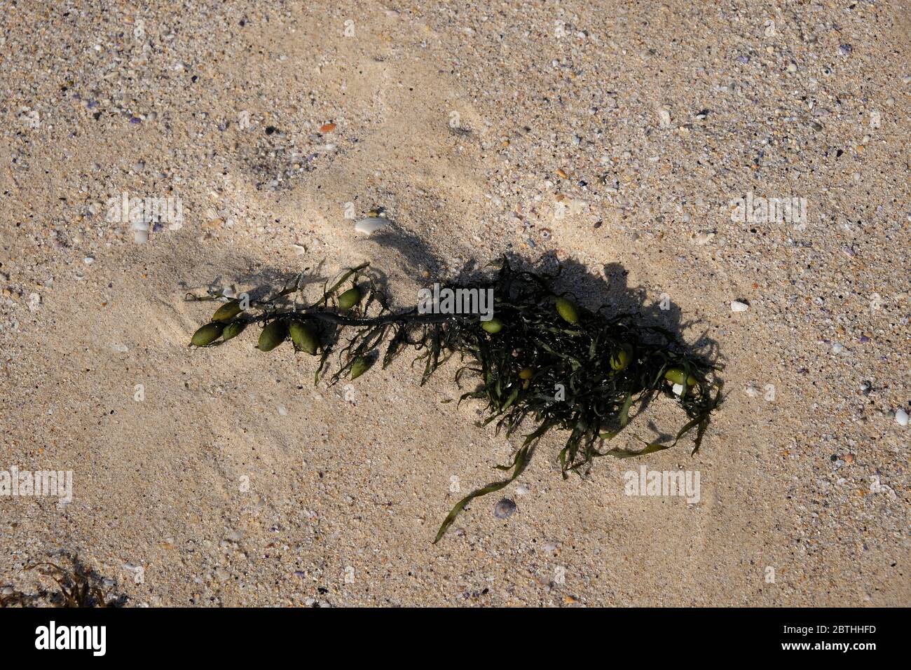 Small clump of fresh green seaweed on a sand and shell grit beach Stock ...