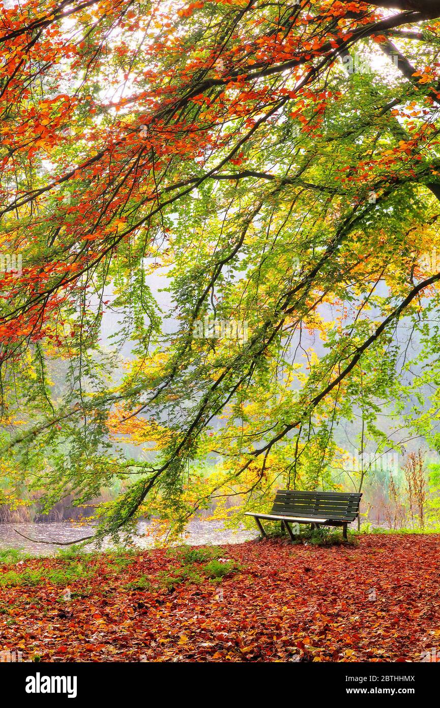 Beautiful scene in autumn in the Amsterdam forest (amsterdamse bos) in ...
