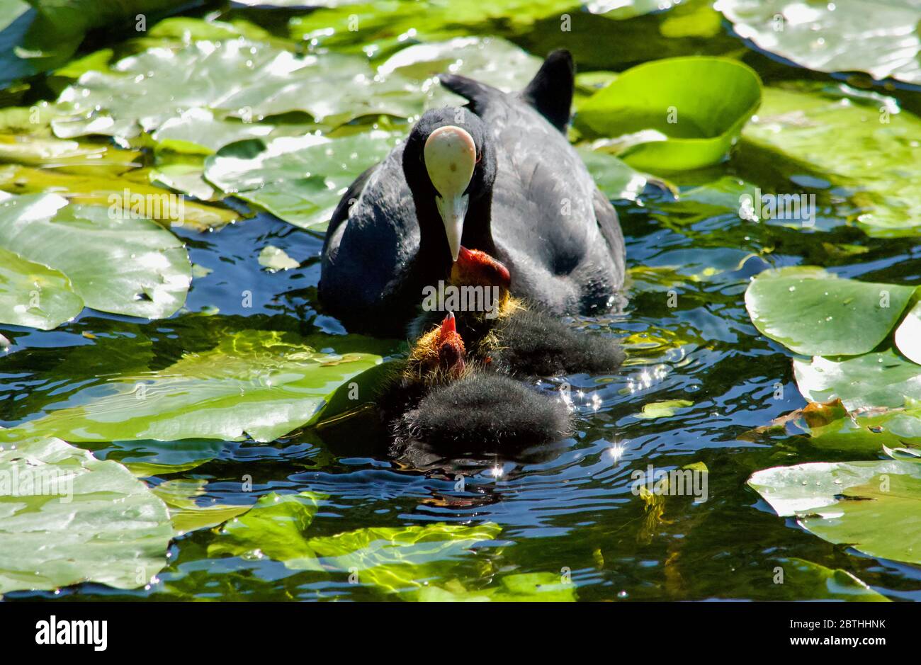 Coot chicks being fed by their parents at Queensmere Pond at Wimbledon ...